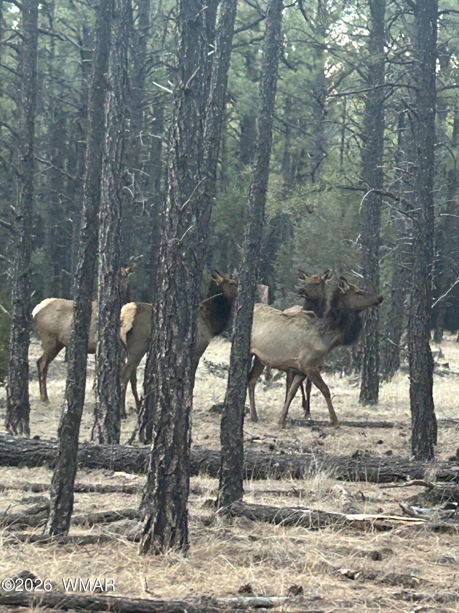 903 Birdsong Way, Lakeside, 85929